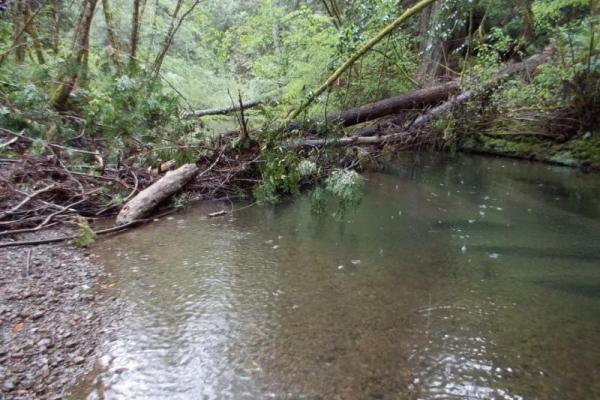 Restoration Approaches to Instream Large Wood Augmentation | Salmonid ...