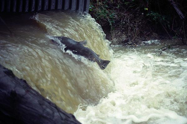 2007 Fish Passage Design & Engineering Field School | Salmonid ...