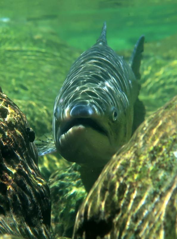 2026 Spring-Run Chinook Symposium | Salmonid Restoration Federation