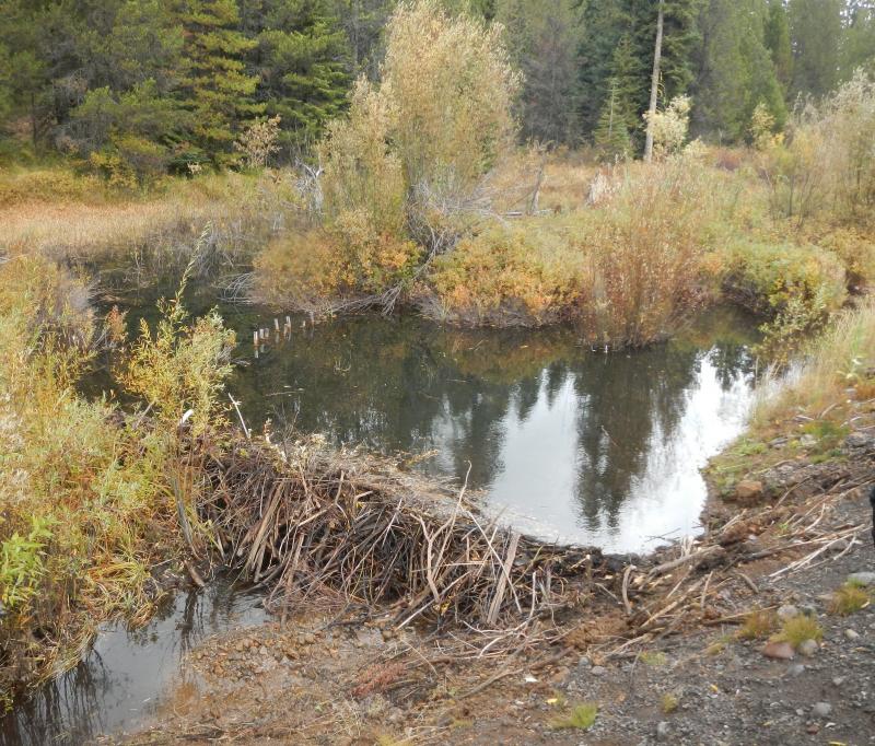 State of Beaver Restoration in California | Salmonid Restoration Federation