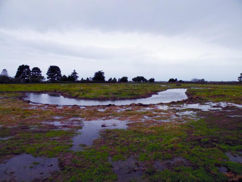 2012 Coastal Off-channel and Tidal Habitat Restoration Symposium ...