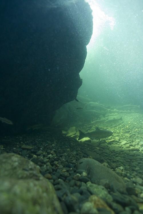 2026 Spring-Run Chinook Symposium | Salmonid Restoration Federation