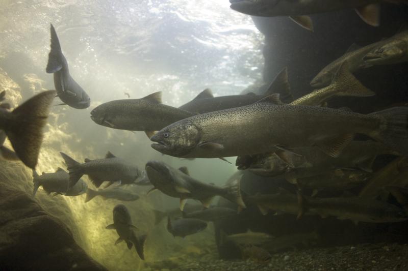 2026 Spring-Run Chinook Symposium | Salmonid Restoration Federation