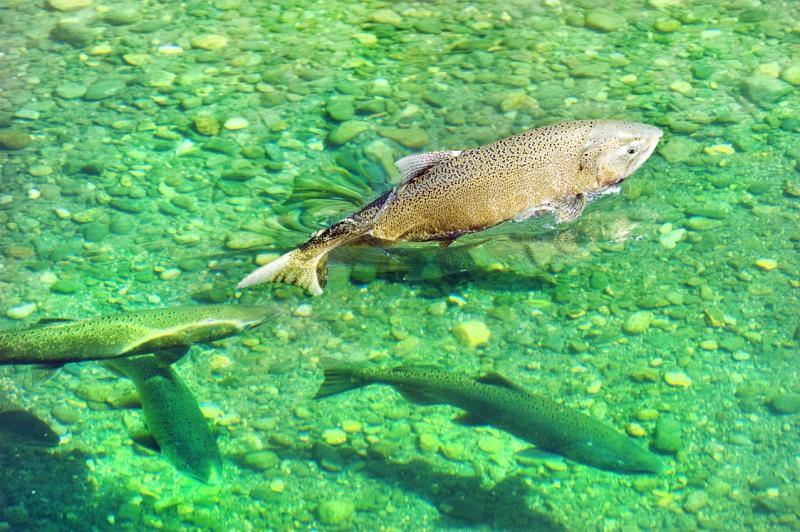 10th Spring-run Chinook Symposium | Salmonid Restoration Federation